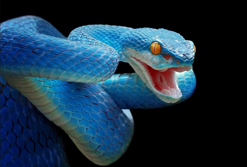 The Meaning Of A Snake Bite Dream Good Or Bad 